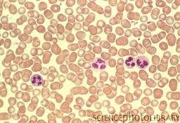 Instrumentos de observación :: biologia4to